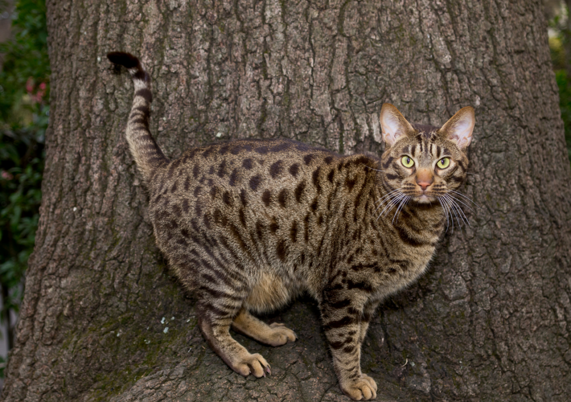 Large Cats That Act Like Dogs - Large House Cats