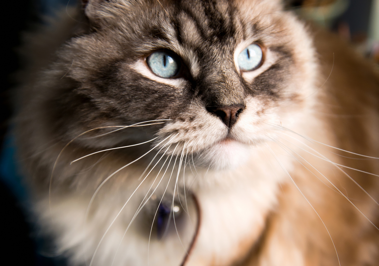 Large Cats That Act Like Dogs - Large House Cats